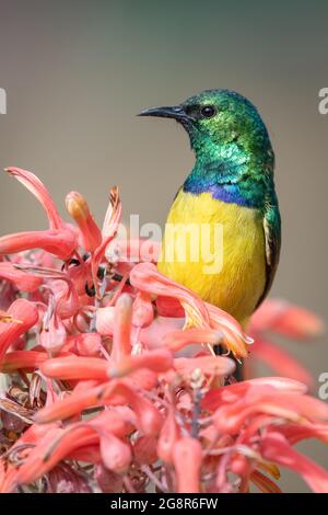 Collared Sunbird, Hedydipna collaris, on an Aloe Stock Photo - Alamy