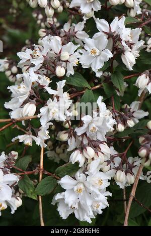 Clusters of frilly white flowers in bloom with little seeds in the ...