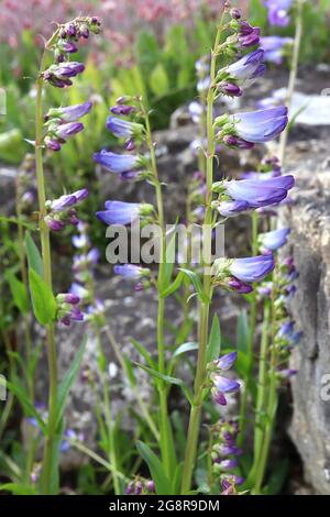 violet small flower with green buds macro shot natural light growing in ...