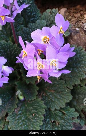 Pyrenean violet or rosette mullein (Ramonda myconi or Ramonda pyrenaica ...