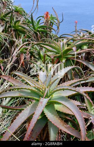 Krantz aloe ( Aloe arborescens) Madeira, Portugal Stock Photo - Alamy