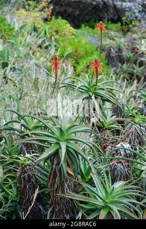 Krantz aloe ( Aloe arborescens) Madeira, Portugal Stock Photo - Alamy