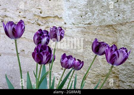 Tulipa Columbine Rembrandt 9 Columbine tulip – deep purple flowers with ...