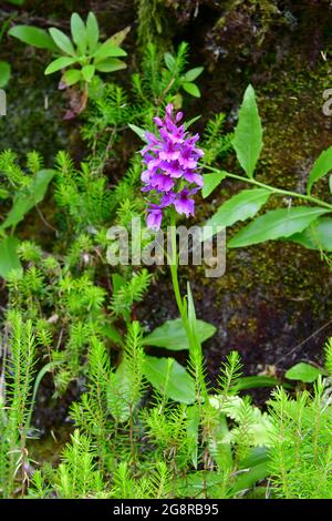 Madeira orchid, leafy orchid, Dactylorhiza foliosa, orchidea, endemic ...