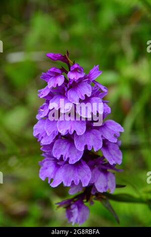 Madeira orchid, leafy orchid, Dactylorhiza foliosa, orchidea, endemic ...