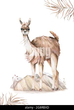 Cartoon lama flat illustrations. Cute llamas alpaca characters smiling ...