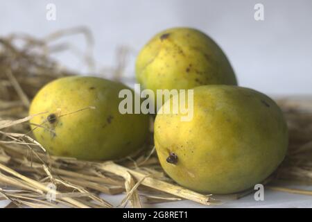 Moovandan Mango, a common mango of Kerala. A tropical fruit cultivated ...
