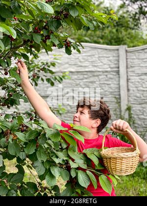 Cherries in close-up. Red fruit with green petioles. The structure of ...