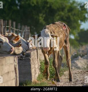 Injured cow on the edge of the corral Stock Photo - Alamy