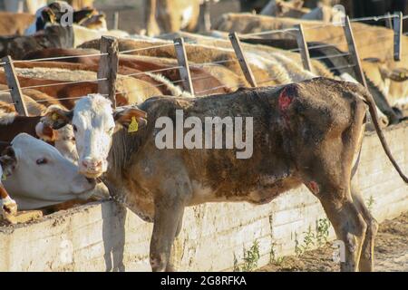 Injured cow on the edge of the corral Stock Photo - Alamy