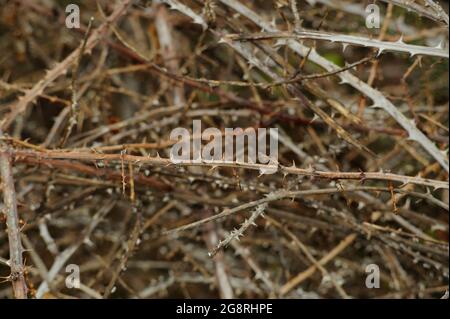 Dangerous field of crisscrossing dry brambles Stock Photo - Alamy