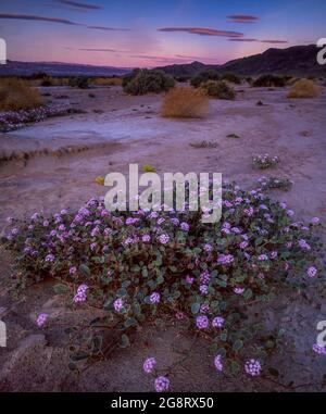 Dawn, Verbena, Saratoga Springs, Death Valley National Park, California ...