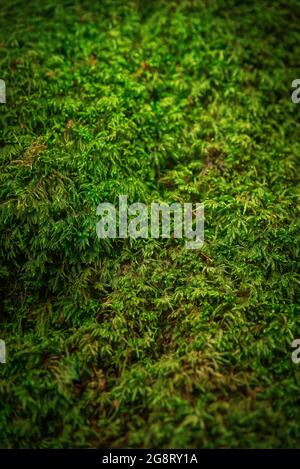 musk on lush forest soil Stock Photo - Alamy