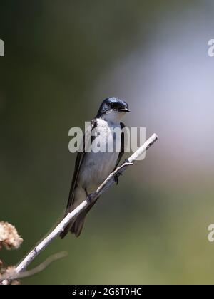 A Swallow bird perched on a tree Stock Photo - Alamy