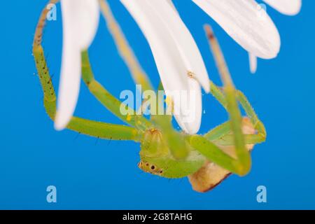Green Flower Spider, or crab spider, Diaea evanida, Sydney, Australia ...