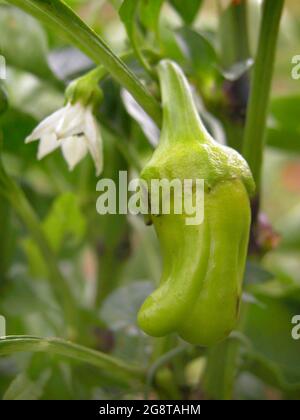 food, aliment, pepper, green, leaves, gastronomy, fruit, kitchen ...