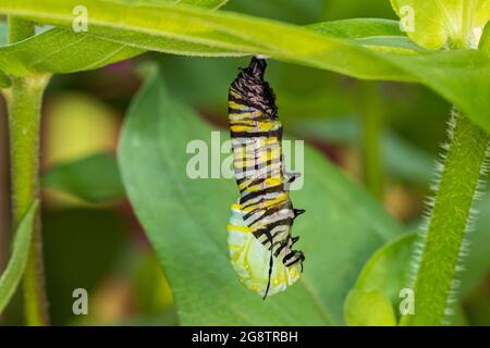 Monarch butterfly caterpillar pupating into chrysalis. Butterfly ...