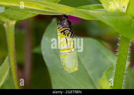 A pupating caterpillar of the Monarch butterfly Stock Photo - Alamy