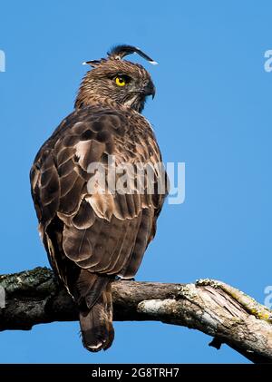 A selective focus of a beautiful hawk flying on a lush green tree ...