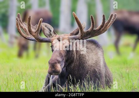 Moose are nearly 7-feet tall at the shoulder and weigh more than 1,400 ...