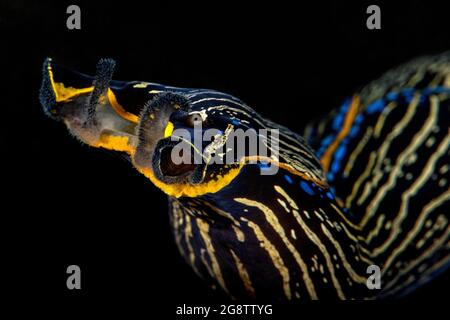 Sea slug Navanax at Pacific Ocean kelp forest reef Stock Photo - Alamy
