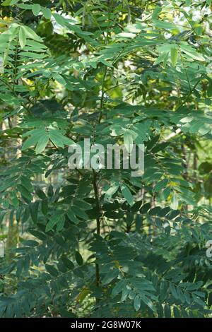 Senna siamea (Also known as Siamese cassia, kassod tree, cassod tree ...