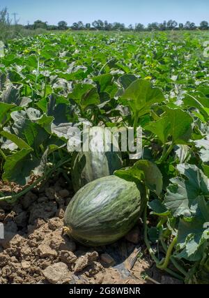 Piel de sapo or Santa Claus melon also called a Christmas melon ...