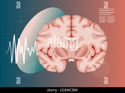 Brain Transverse Section - Illustration as EPS 10 File Stock Vector ...