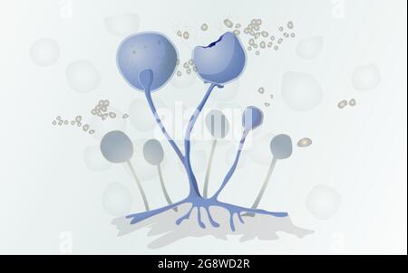 Mucor Fungus Spores - Illustration as EPS 10 File Stock Vector Image ...