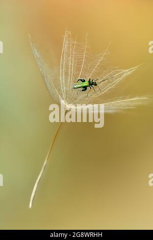 Green coleopteron insect flying away aboard of a dandelion seed Stock ...