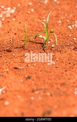 Solitary green plants growing on red desert Stock Photo - Alamy