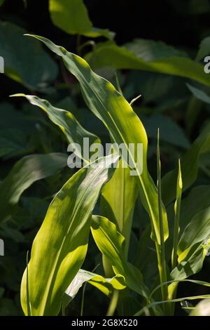 Myoga or Japanese Ginger (Zingiber mioga), Zingiberaceae. Edible ...