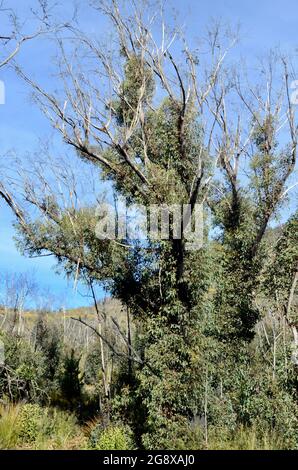 Mount Banks Summit Walk Stock Photo - Alamy