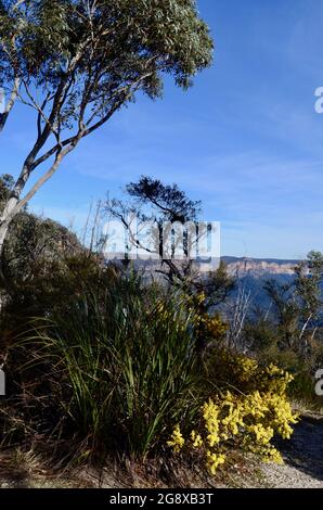 Mount Banks Summit Walk Stock Photo - Alamy