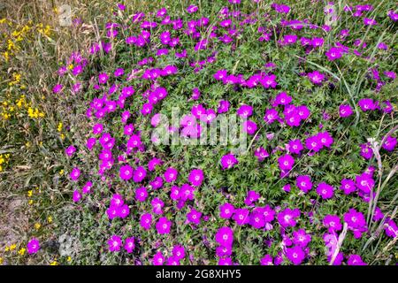 Bloody Cranesbill, Geranium sangiuneum, clover and vetch growing on ...