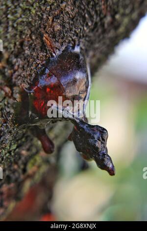 Sappy drippy amber tree sap rolling down a tree trunk on a beautiful ...