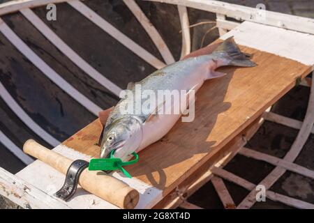 Atlantic salmon caught by Carmaerthen coracle fishermen Stock Photo - Alamy