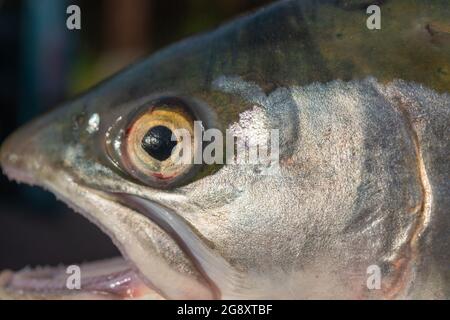 Atlantic salmon caught by Carmaerthen coracle fishermen Stock Photo - Alamy
