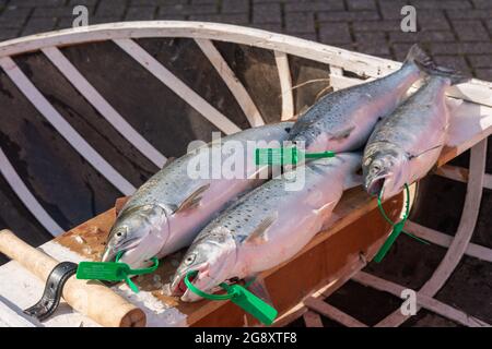 Atlantic salmon caught by Carmaerthen coracle fishermen Stock Photo - Alamy