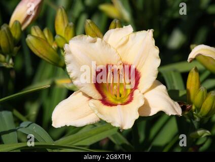 Hemerocallis 'Pandora's Box', Day Lily Stock Photo - Alamy