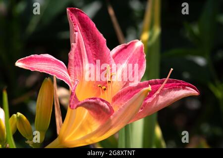 HEMEROCALLIS CHERRY CHEEKS (DAY LILY Stock Photo - Alamy