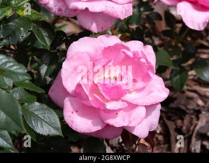 Floribunda rose flowers (Rosa Jack Wood = 'Frydabble' Stock Photo - Alamy