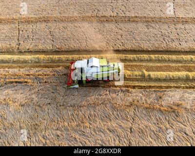 Aerial drone view of harvester combine working on field. Summer harvest ...