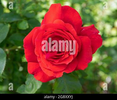 'Fragrant Cloud' Hybrid Tea Rose, Tehybridros (Rosa Stock Photo - Alamy