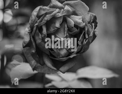 A grayscale closeup shot of a blooming rose and buds on the stem Stock ...