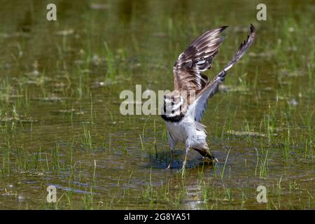 The killdeer (Charadrius vociferus) bathes in a flooded meadow Stock ...