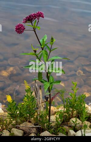 Swamp Milkweed, Asclepias incarnata, at Seney National Wildlife Refuge ...