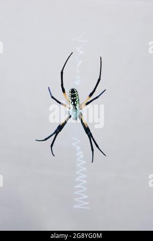 Female Orange Garden Spider Argiope aurantia in dew covered orb web ...