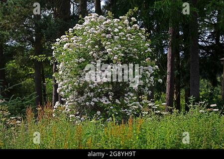 Rosa filipes "Kiftsgate" climbing rose drifting over ornamental ...