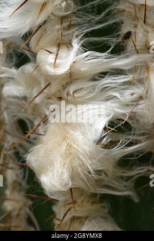 Detail of old man cactus beard growing around thorns Stock Photo - Alamy
